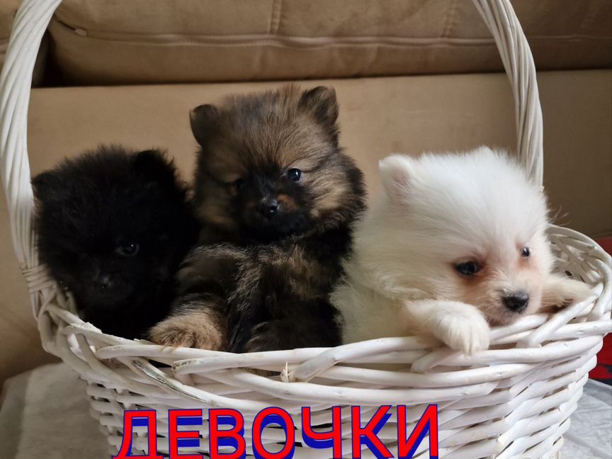 Померанский шпиц Девочки
