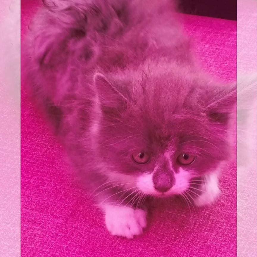 Отдам котят в добрые руки 2кота,2кошки