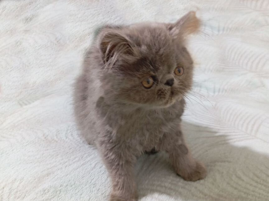 Котята в персидские