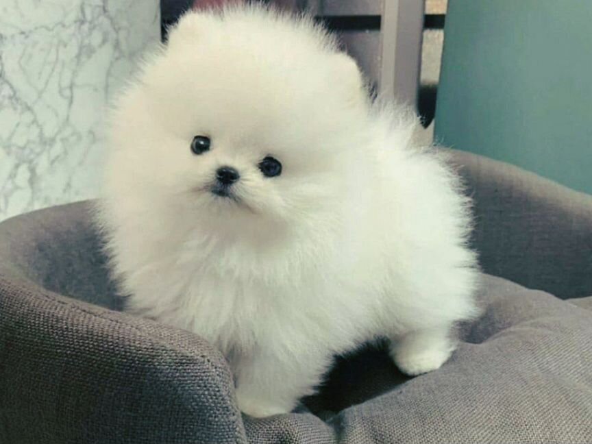 Померанский шпиц мини