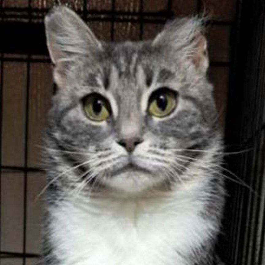 Взрослая, кошка в добрые руки