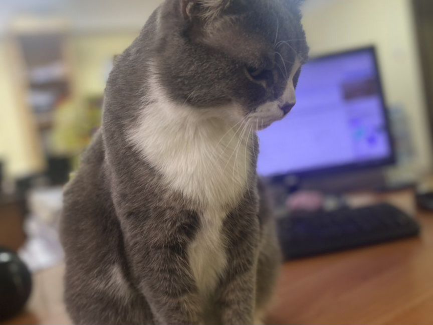 Кошки в добрые руки