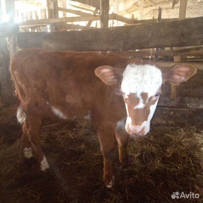 Бычки и телята