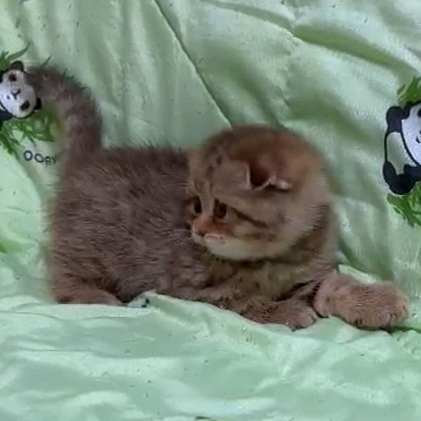 Шотландская вислоухая девочка