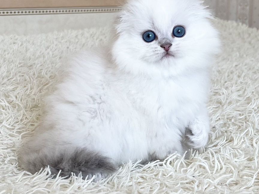 Длинношерстный ласковый фолд