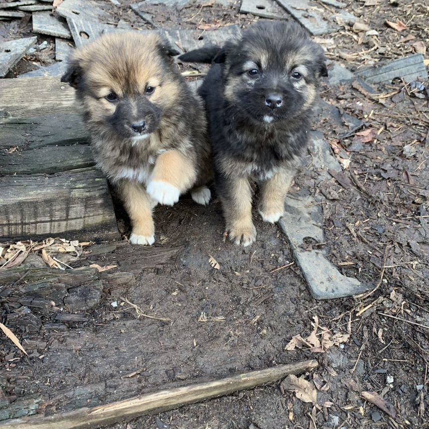 Щеночки бесплатно