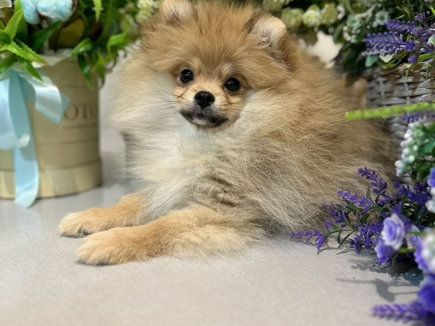 Померанский шпиц