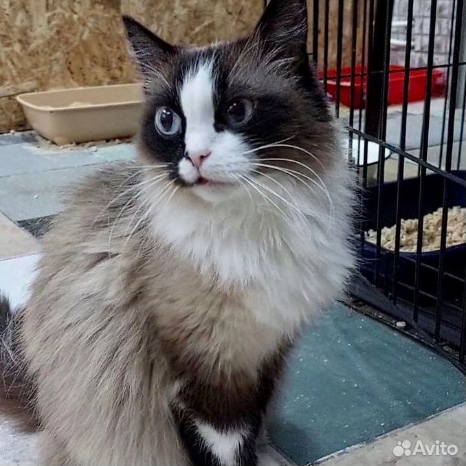 Красивая голубоглазая Китти ищет дом