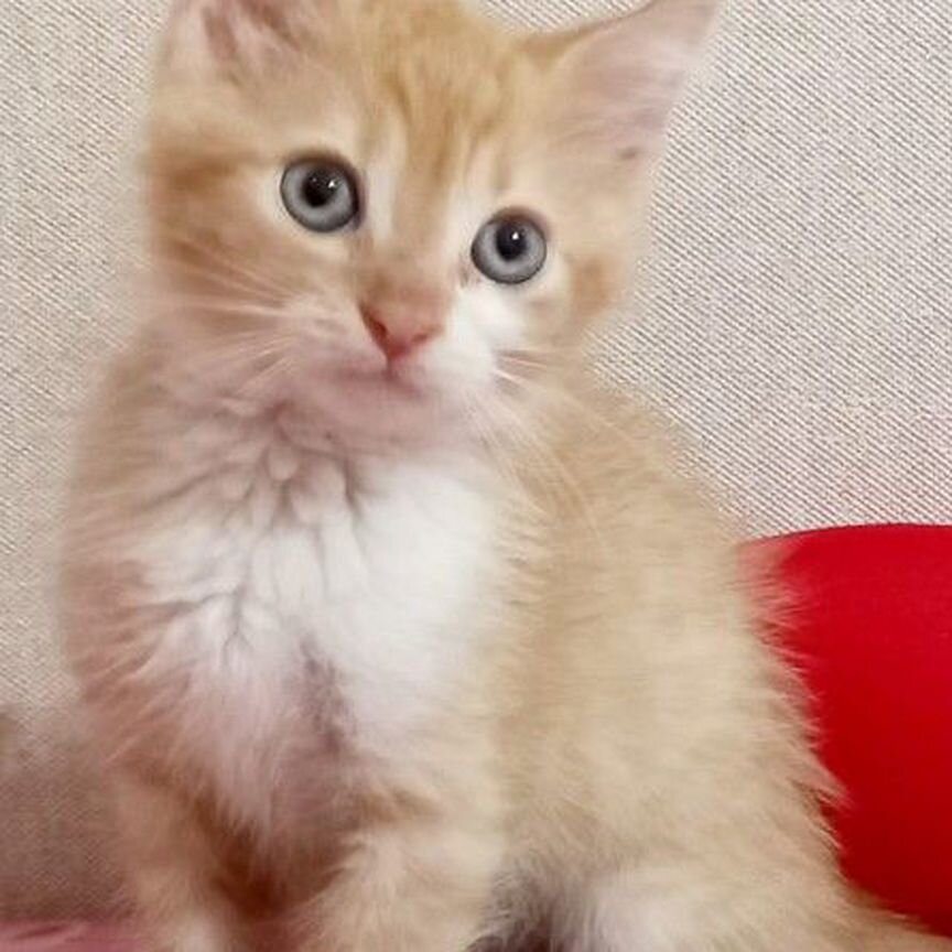 Котик, почти 2 мес. приют
