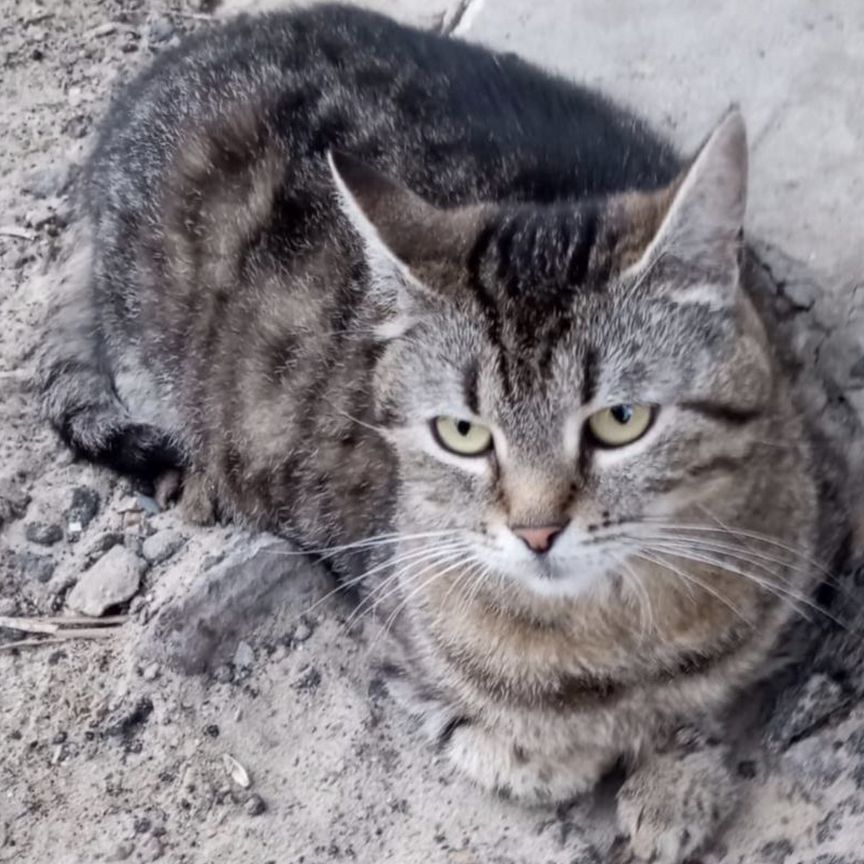 Взрослая, кошка в добрые руки