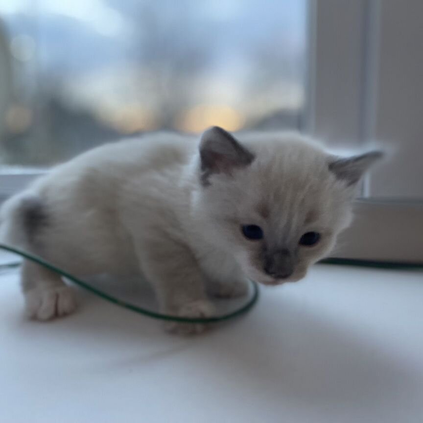 Котята