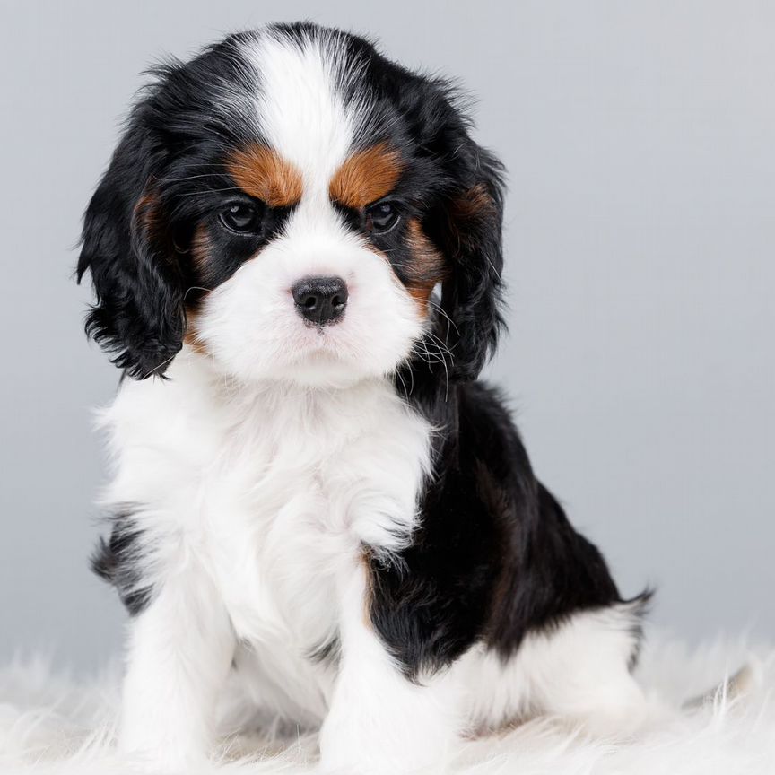 Кавалер кинг-чарльз-спаниель, щенок