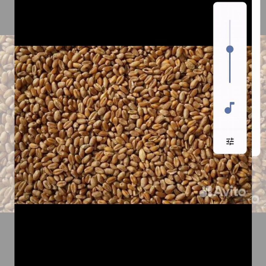 Зерно пшеница ячмень