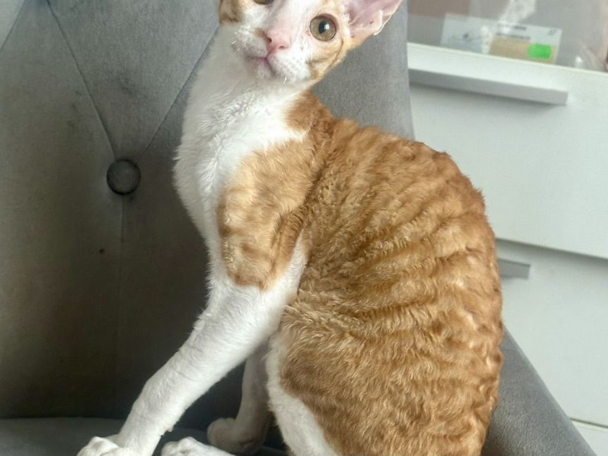Рыжий котенок корниш- рекс