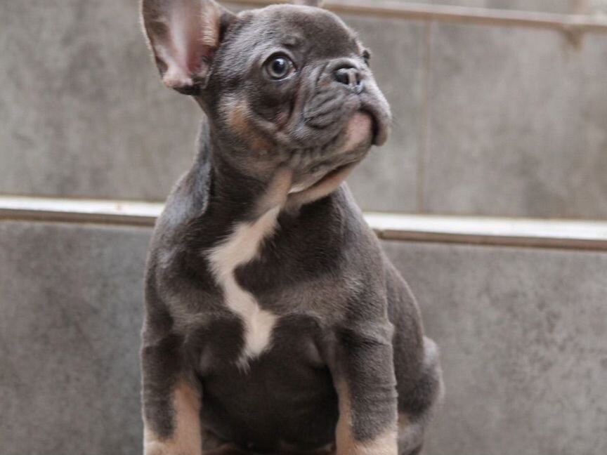 Француженка - мини красотка