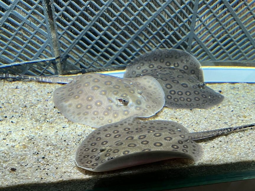 Скат моторо