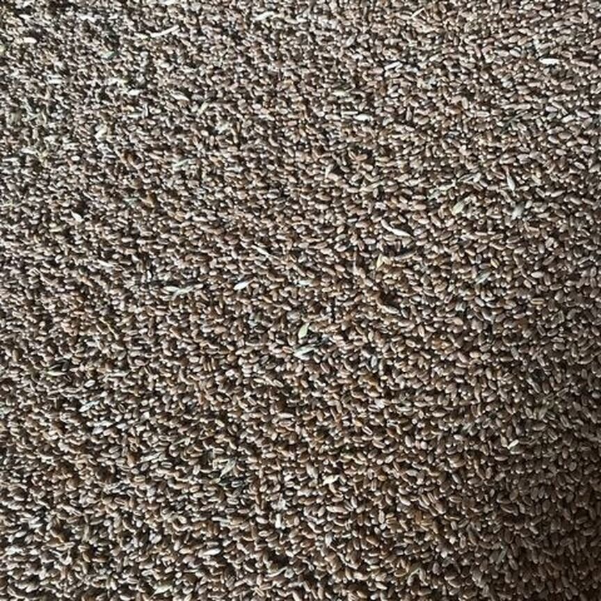 Семочка пшеница ячмень