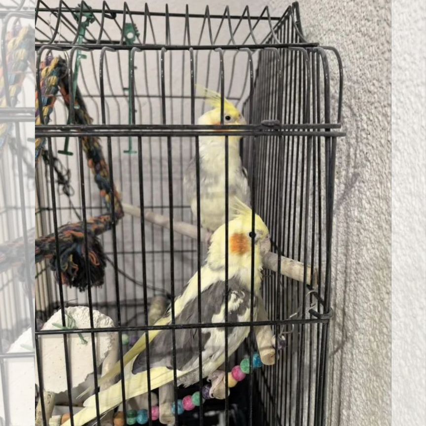 Попугай корелла