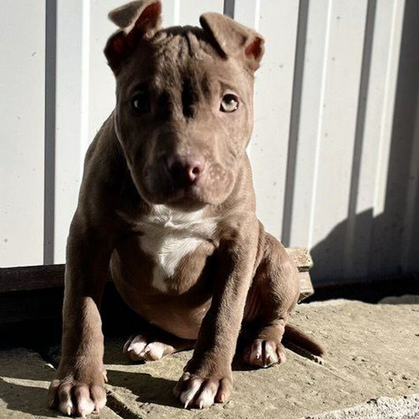 Щенки американского стаффордширского терьера