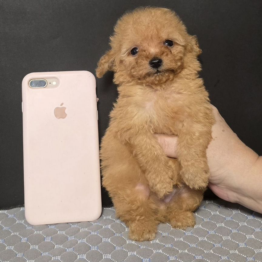 Той-пудель, щенок