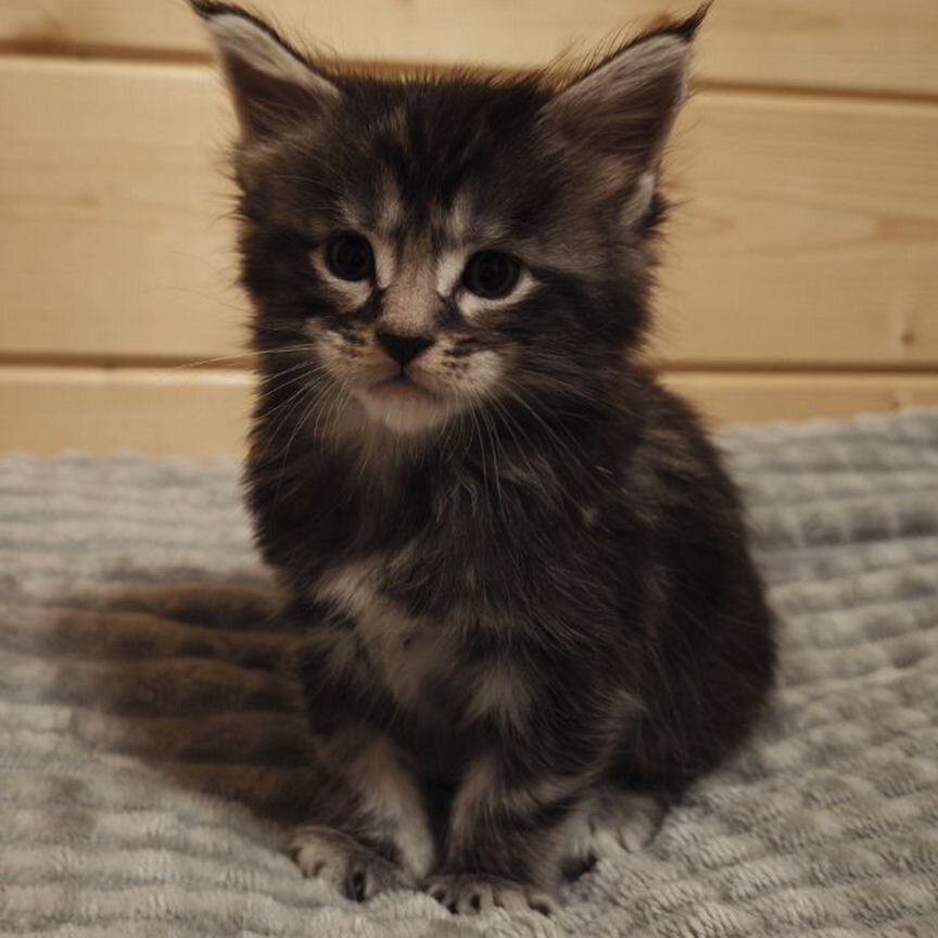 Мейн-кун котёнок