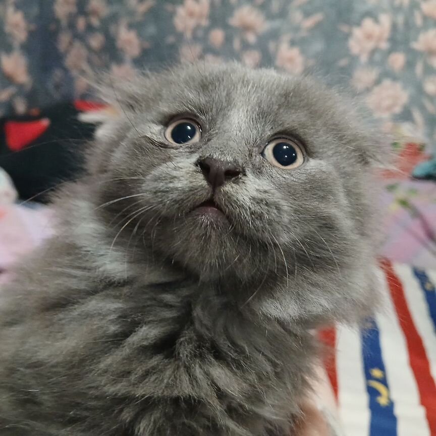 Британские котята