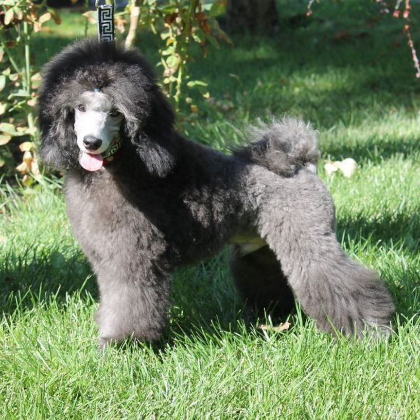 Миниатюрный пудель