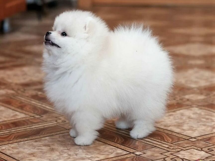 Маленькая собака шпиц