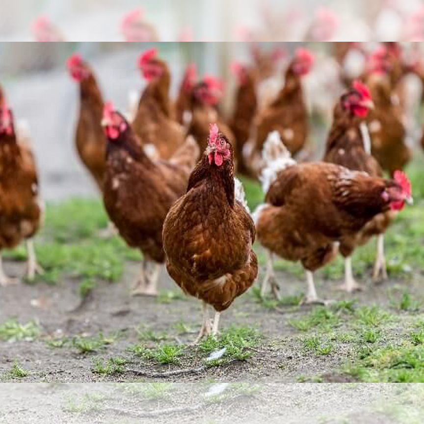 Куры молодки несушки Ломан Браун