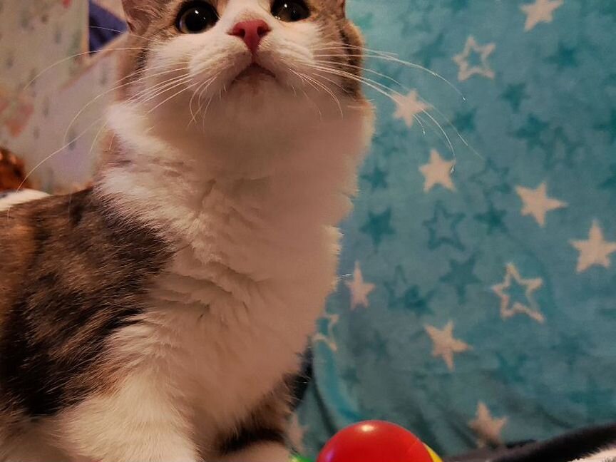 Котёнок