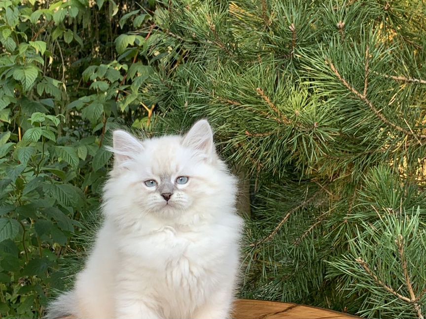 Невский маскарадный котенок