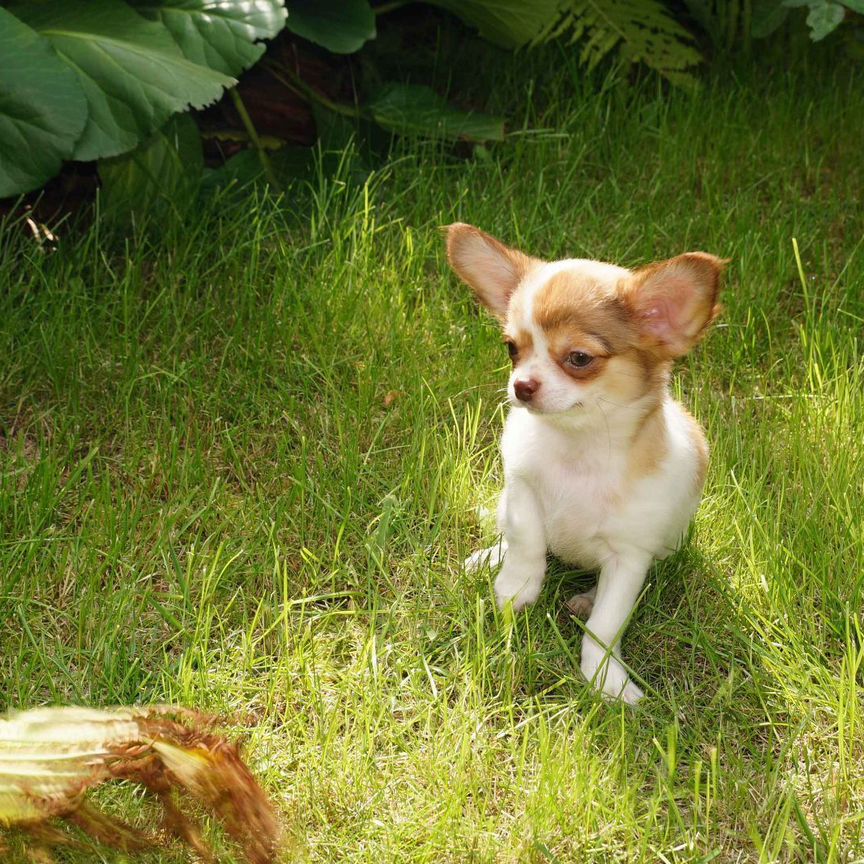 Девочка рыжуля