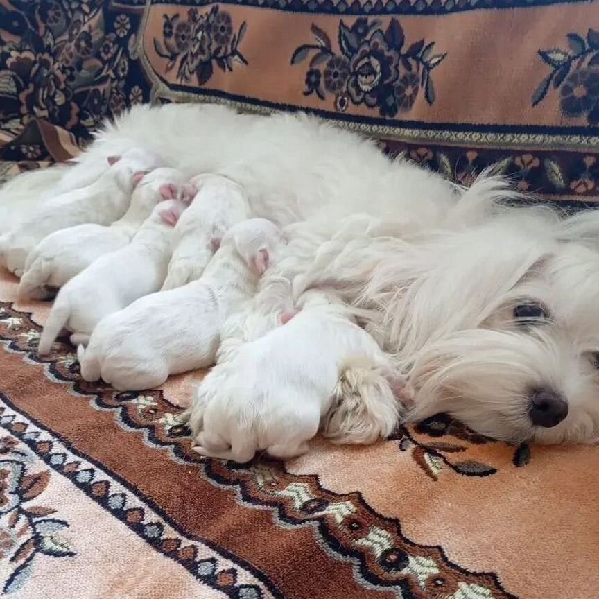 Мальтийская болонка, щенок