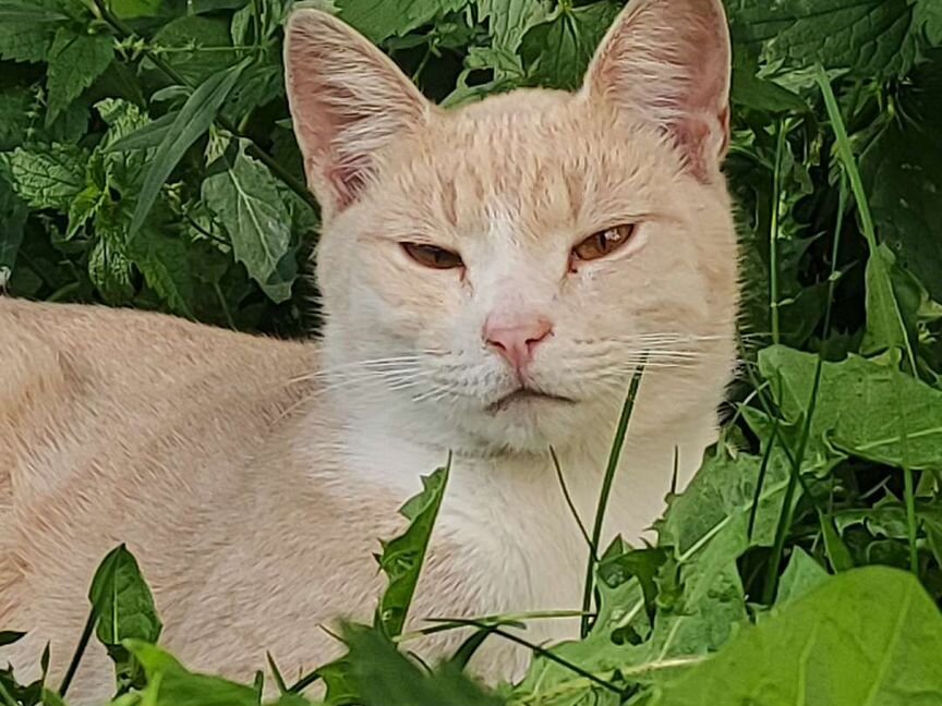 Котики в дар