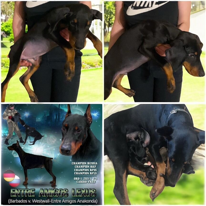 Доберман мальчик 2.6 мес