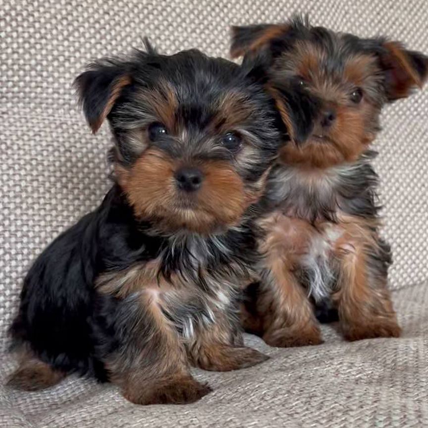 Йоркширский терьер, щенок