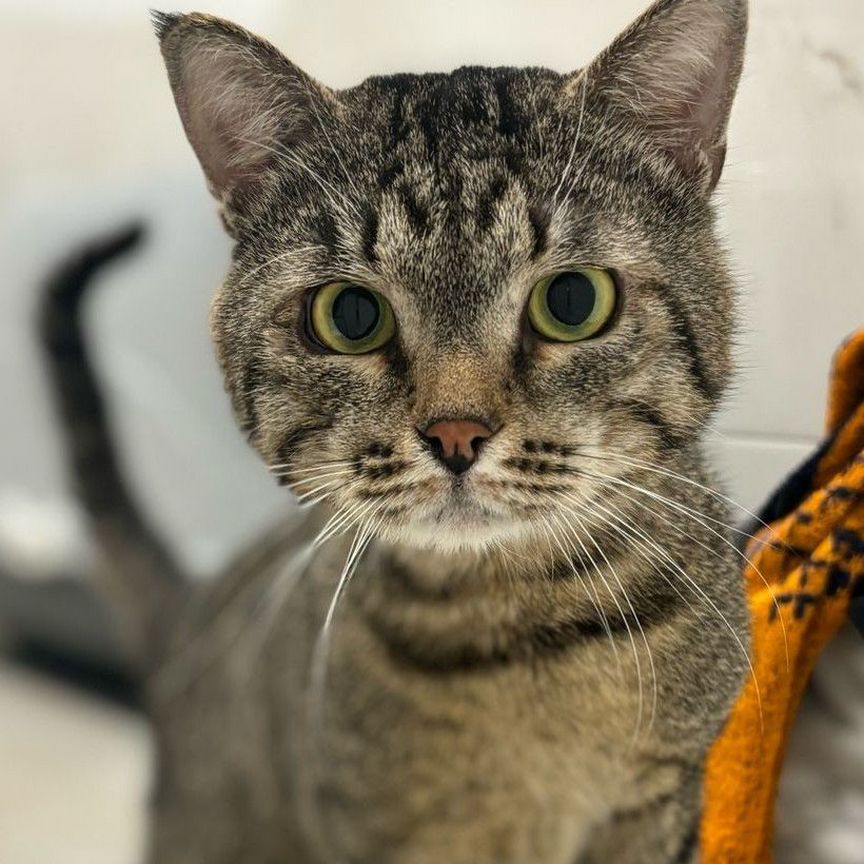 Котик в добрые руки