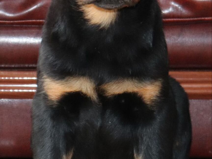 Ротвейлера мальчик д.р.05.01.23