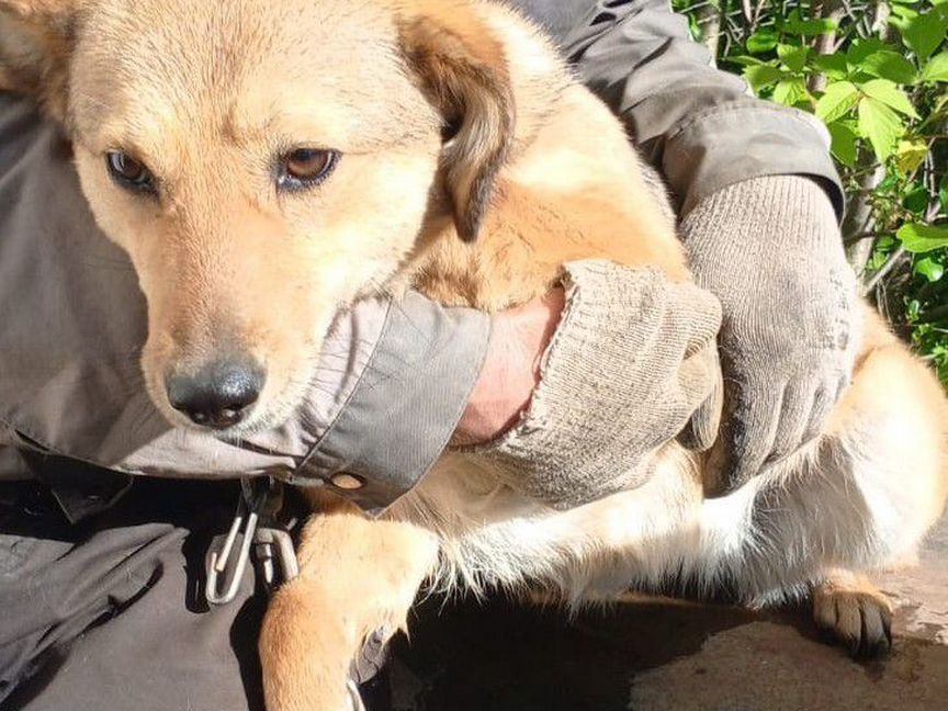 Помогите собачке Доре