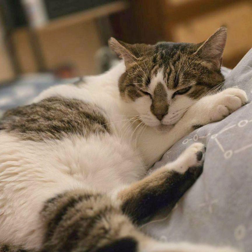 Подружит всех кошек