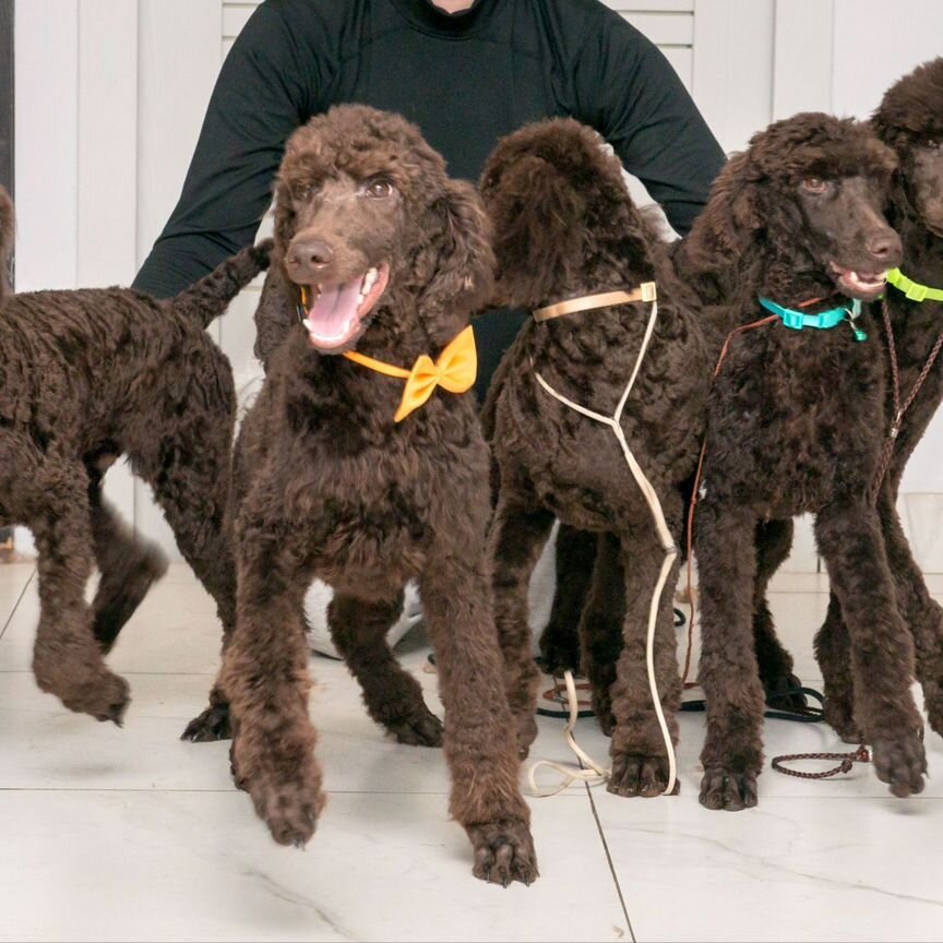 Королевский пудель