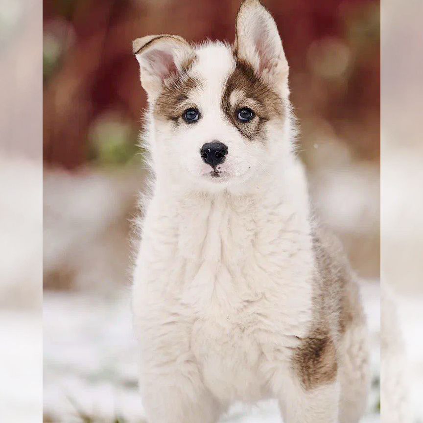 Якутская лайка, щенок