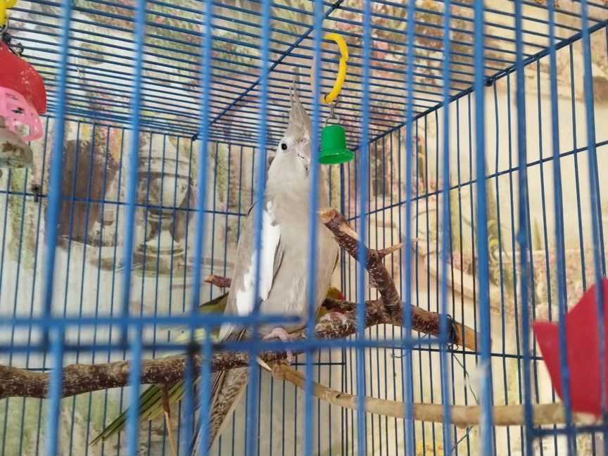 Попугай корелла безщекая