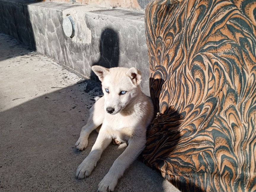 Щенок Хаски бесплатно