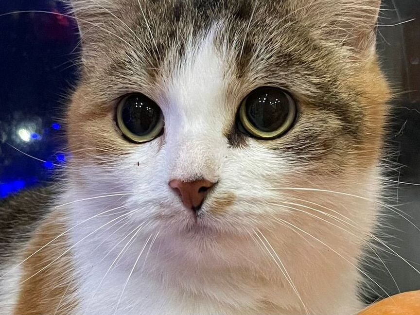 Кошка, спасенная с улицы