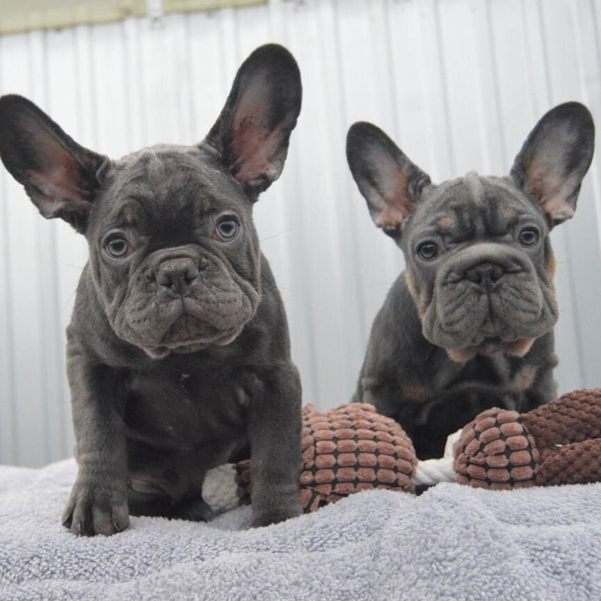 Французский бульдог, щенок