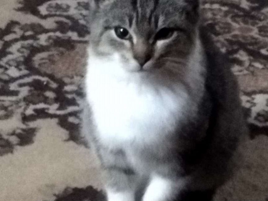 Ищу добрые ручки