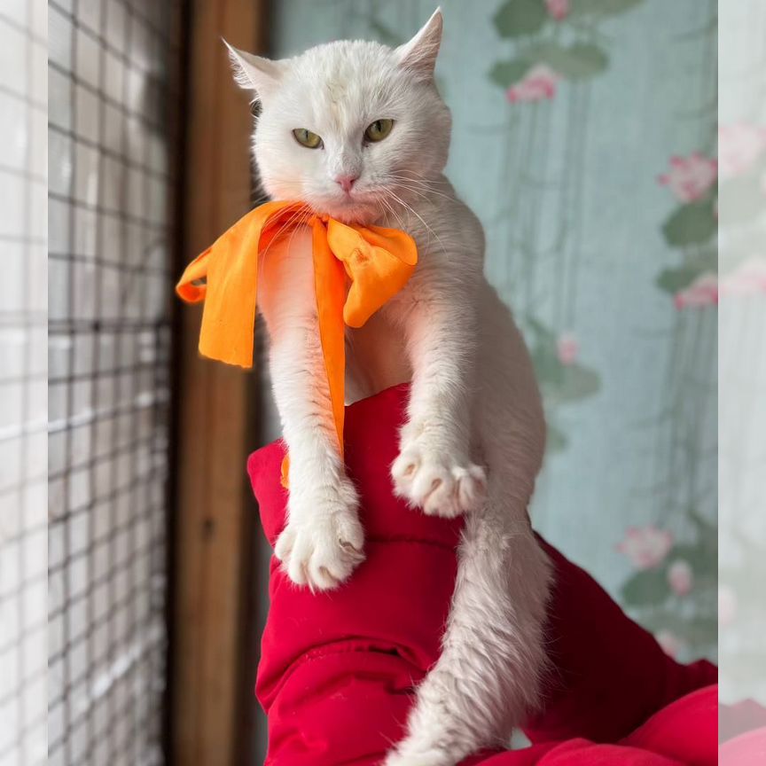 Взрослая, кошка в добрые руки