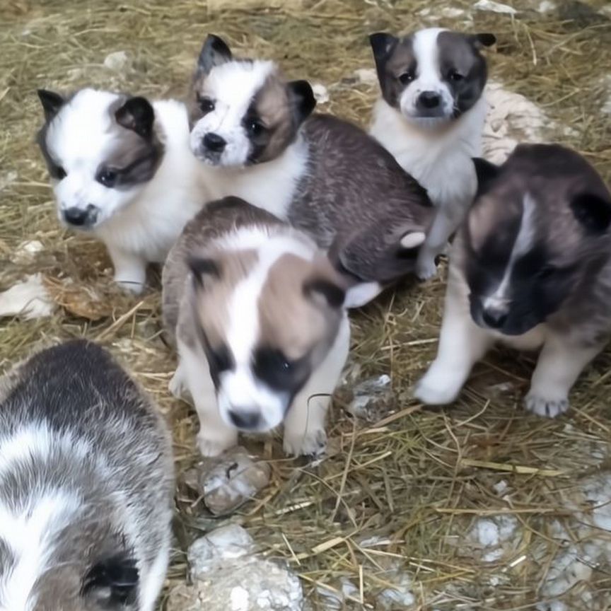 Восточносибирская лайка, щенок