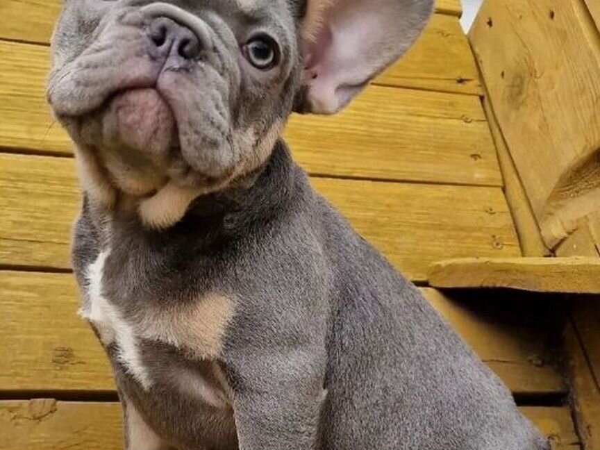 Французский бульдог - VIP щеночки